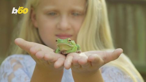 An Inseparable Bond Between a Little Girl and Her Pet Frog! | Haystack News