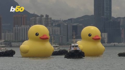 These Twin Ducks Are Hoping to Bring Luck to Hong Kong Harbor | Haystack News
