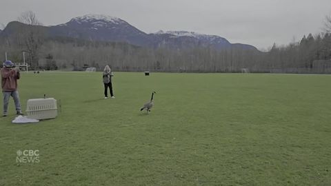 #TheMoment a Canada goose hit by an arrow was released back into the ...