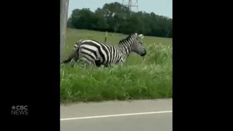 #TheMoment Ed the runaway pet zebra was airlifted to safety | Haystack News
