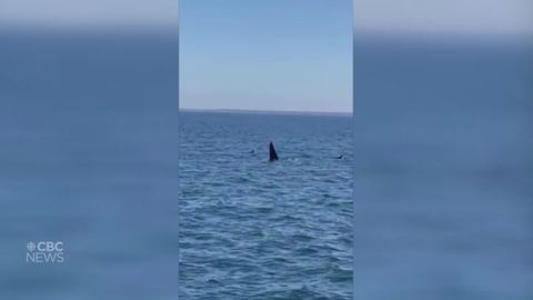 The return of Old Thom, the orca who travels with dolphins | Haystack News