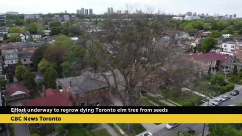 This iconic Toronto tree is dying — but is it the end of the line ...