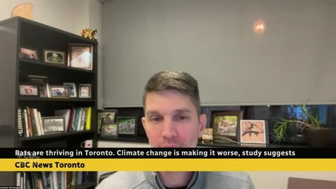 Rats are thriving in Toronto. Climate change is making it worse, study ...