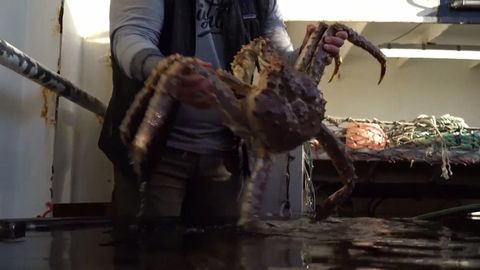 Scientists explain why billions of Alaska snow crabs have disappeared | Haystack News