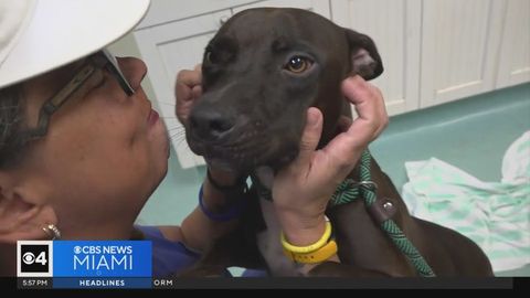 Animals rescued from shelters where Hurricane Helene in path | Haystack ...