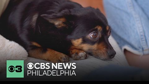 How dogs can sense when we're feeling sick | Haystack News