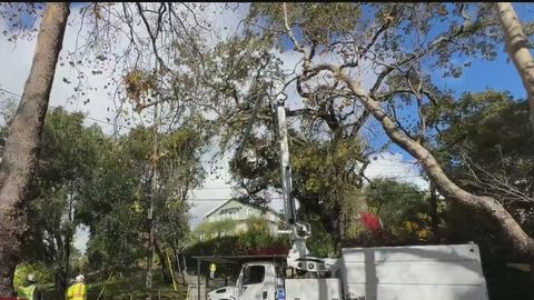 San Rafael residents describes three oak trees falling into powerlines ...