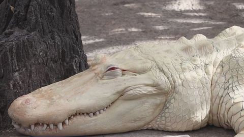 Meet Claude, the Bay Area's famous albino alligator who just turned 30 ...