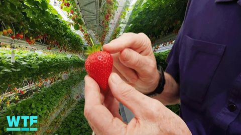 Dyson Reveals Futuristic Farming Vision | Haystack News