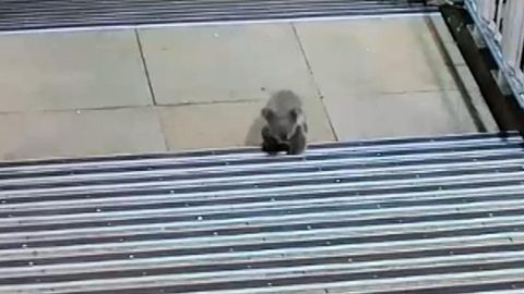 See curious koala roam train platform in Australia | Haystack News