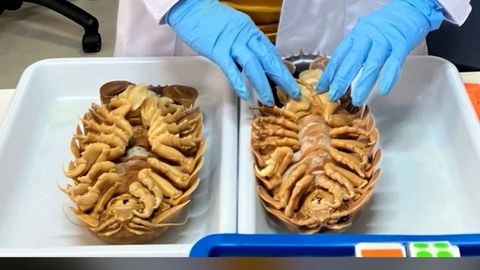 Giant ‘Darth Vader’ sea bug discovered off the coast of Vietnam ...