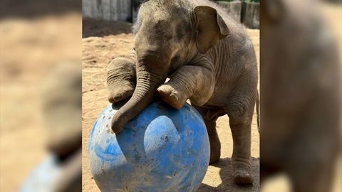Zoo welcomes baby elephant born through artificial insemination ...