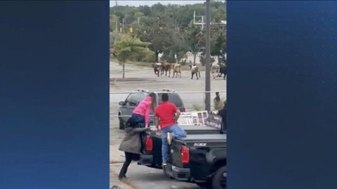 Video shows eight bulls on the loose after escaping from rodeo ...