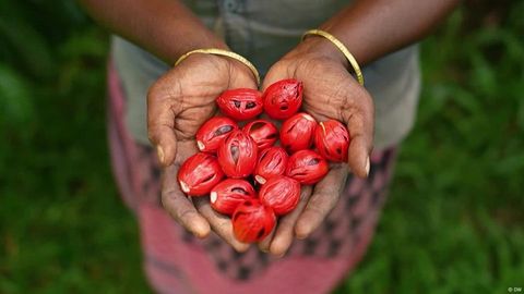 Tamil Nadu: Pollachi nutmeg — the benefits of sticking together ...
