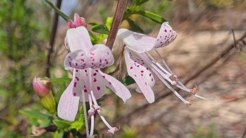 New highway threatening rare plant | Haystack News