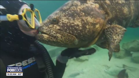 Studying the Goliath Grouper's intelligence | Haystack News