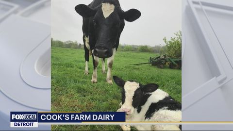 Cooks Farm Dairy | Haystack News