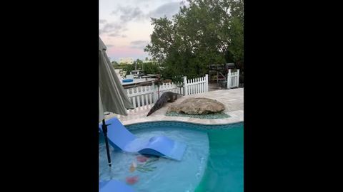 Alligator pulled from Florida Keys backyard pool | Haystack News