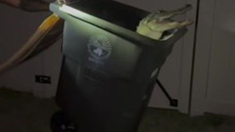 Florida barefoot man wrangles gator into trash can | Haystack News