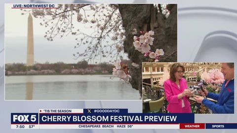 Cherry Blossom Preview As 2025 Peak Bloom Dates To Be Revealed