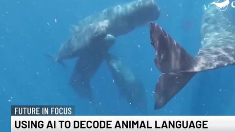 FUTURE IN FOCUS: Using AI to decode animal language | Haystack News