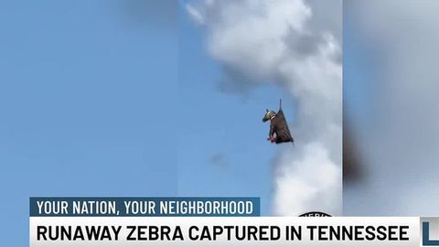Ed the Zebra captured in high-flying fashion | Haystack News