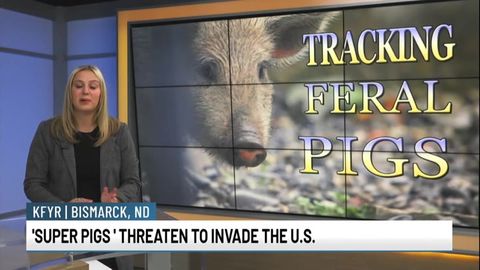 'Super Pigs" threaten to invade the U.S. | Haystack News
