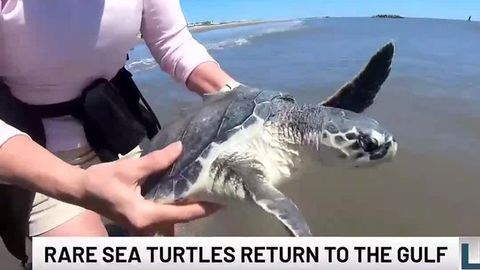 Rare sea turtles return to the Gulf | Haystack News