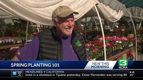 Planting a spring garden in Northern California, what to plant and how ...