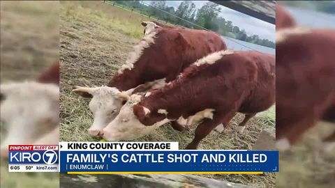 Family's Cattle Shot and Killed | Haystack News