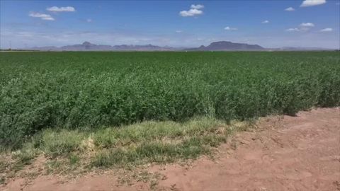Valley farmer says Chinese tariffs have crushed the alfalfa export ...