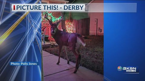 Polly Jones captures a photo a 10-point buck checking out the Christmas ...
