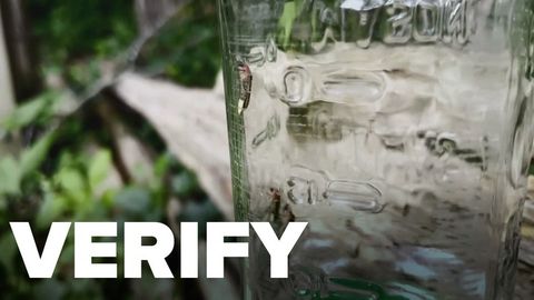 Are fireflies going extinct? | VERIFY | Haystack News