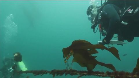 Irksome urchins: Sea urchins devour kelp along coast | Haystack News