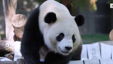 Meet the Smithsonian National Zoo’s new giant pandas! | Haystack News