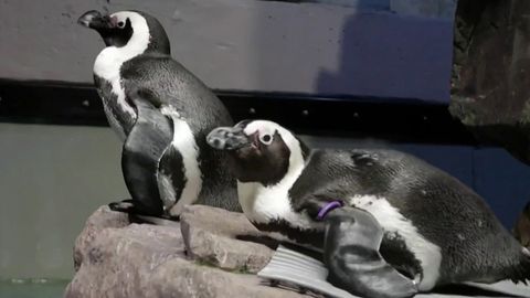 Get an Inside Look at Boston's Retirement Home for Penguins | Haystack News