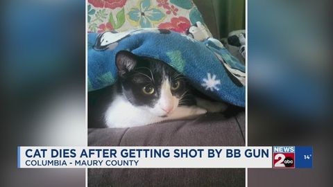 Cat dies after getting shot by BB gun | Haystack News