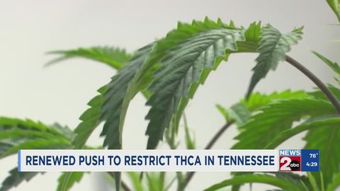 Renewed push to restrict THCA in Tennessee | Haystack News
