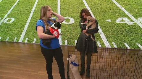 2025 Puppy Bowl: Team Fluff vs. Team Ruff | Haystack News