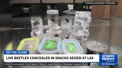 Dozens of giant live beetles disguised as Japanese snacks intercepted ...