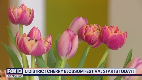 Spring into the U District cherry blossom festival | Haystack News