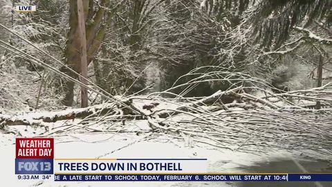 Heavy snow causes trees to fall in Bothell, WA | Haystack News