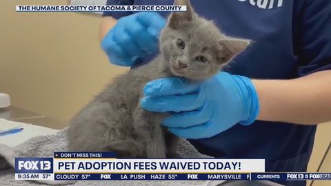 Humane society for Tacoma & Pierce county waiving adoption fees Sunday ...
