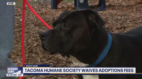 Tacoma Humane Society waives adoption fees | Haystack News