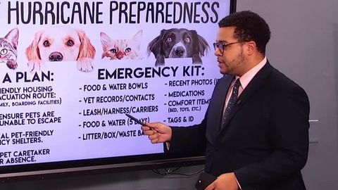 Pet Hurricane Helene preparedness | Haystack News