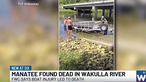 Manatee dies from watercraft injury in Wakulla River, FWC preliminary ...