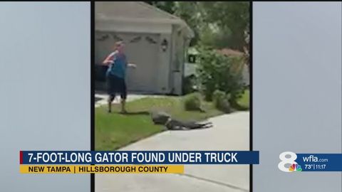 7-foot gator finds new home under Tampa man's truck | Haystack News