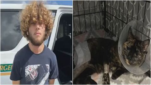 ‘He likes to beat up cats’: Brevard County man arrested for animal ...