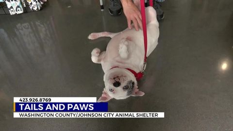 Meet Chloe, Buttercup and other pets up for adoption in this weekend's ...