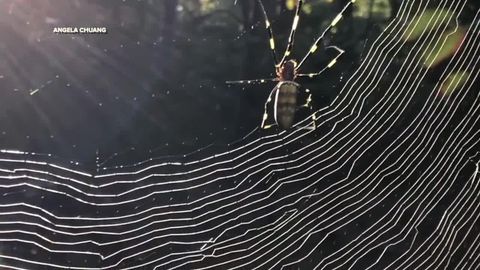 Maryland's newest invasive species: The giant Joro spider from Asia ...